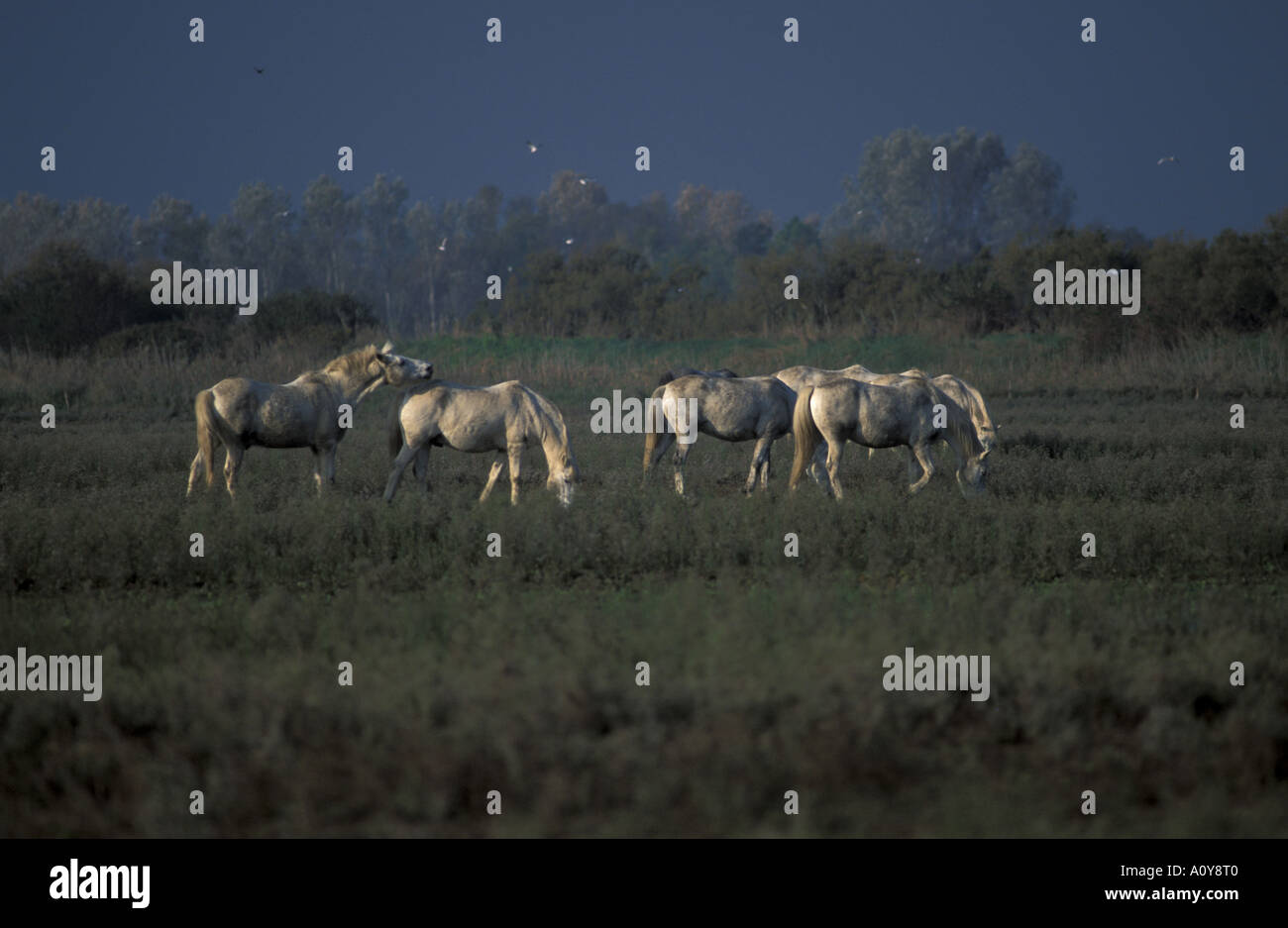 Cona island hi-res stock photography and images - Alamy