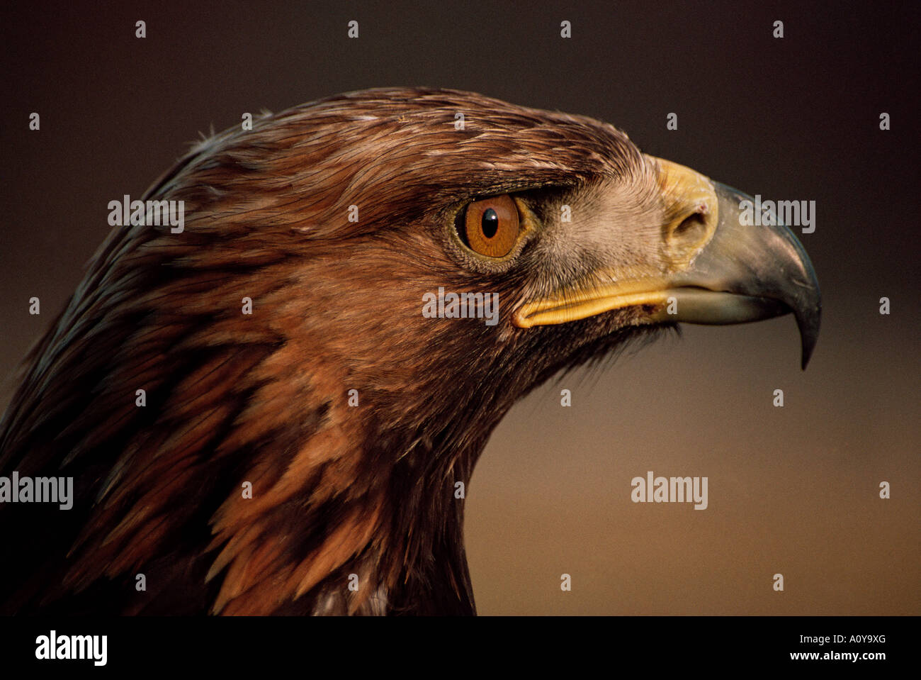 Golden Eagles Scotland Stock Photos & Golden Eagles Scotland Stock ...