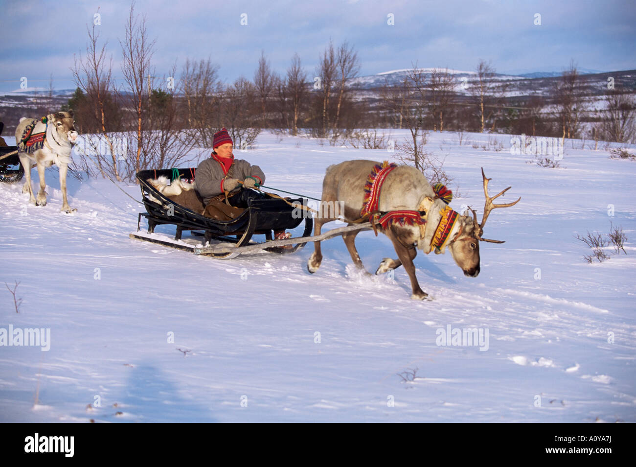 Southern Lapp with reindeer sledge Roros Norway Scandinavia Europe ...