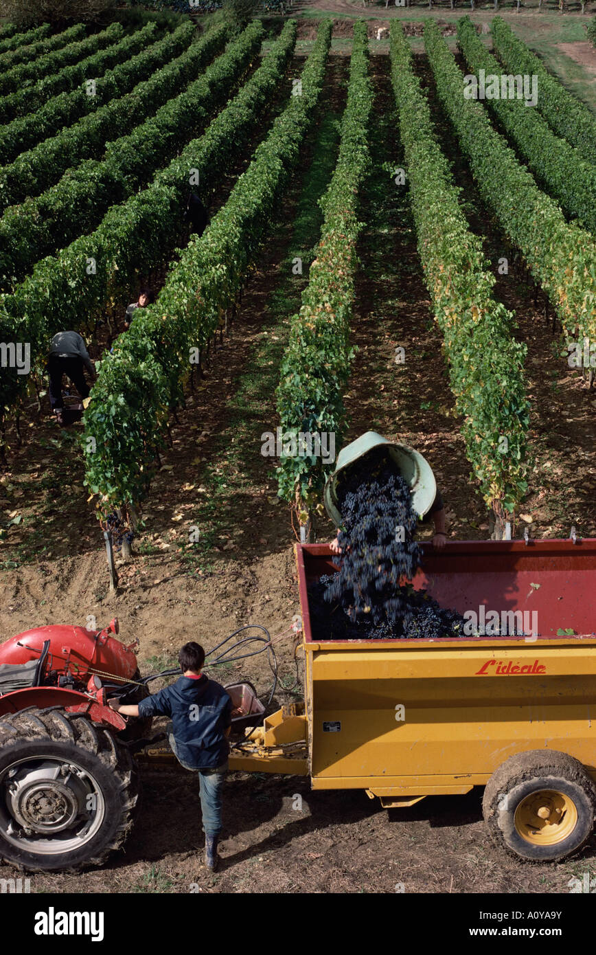 St emilion grapes hi-res stock photography and images - Alamy