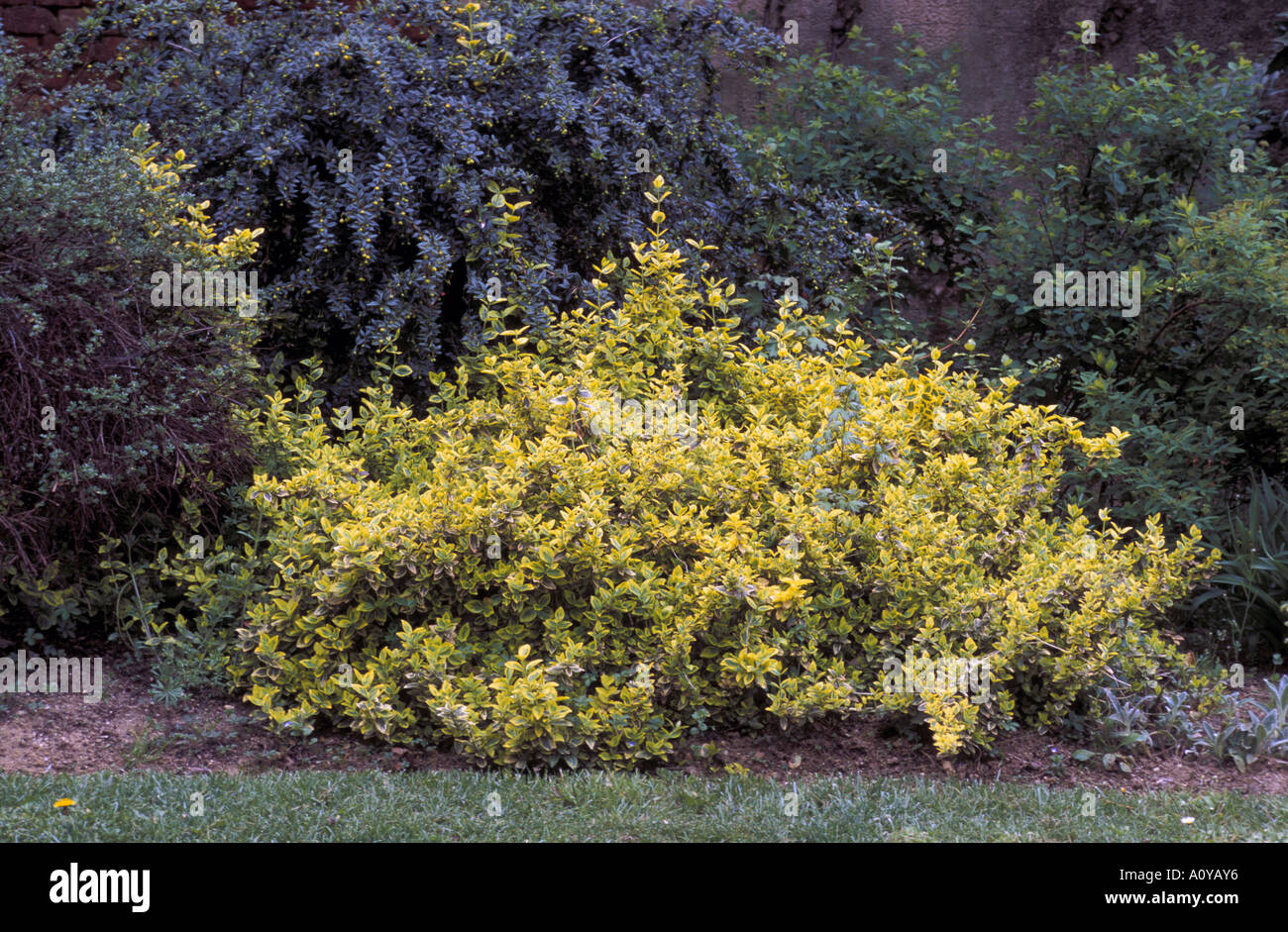 Climbing euonymus hi-res stock photography and images - Alamy
