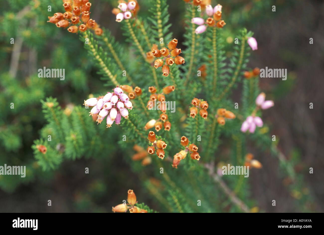 Erica terminalis hi-res stock photography and images - Alamy