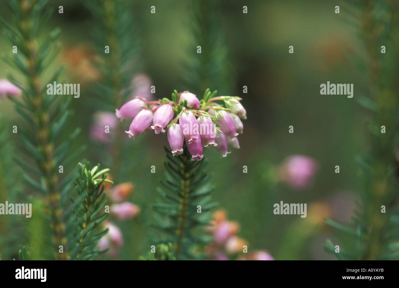 Erica terminalis hi-res stock photography and images - Alamy