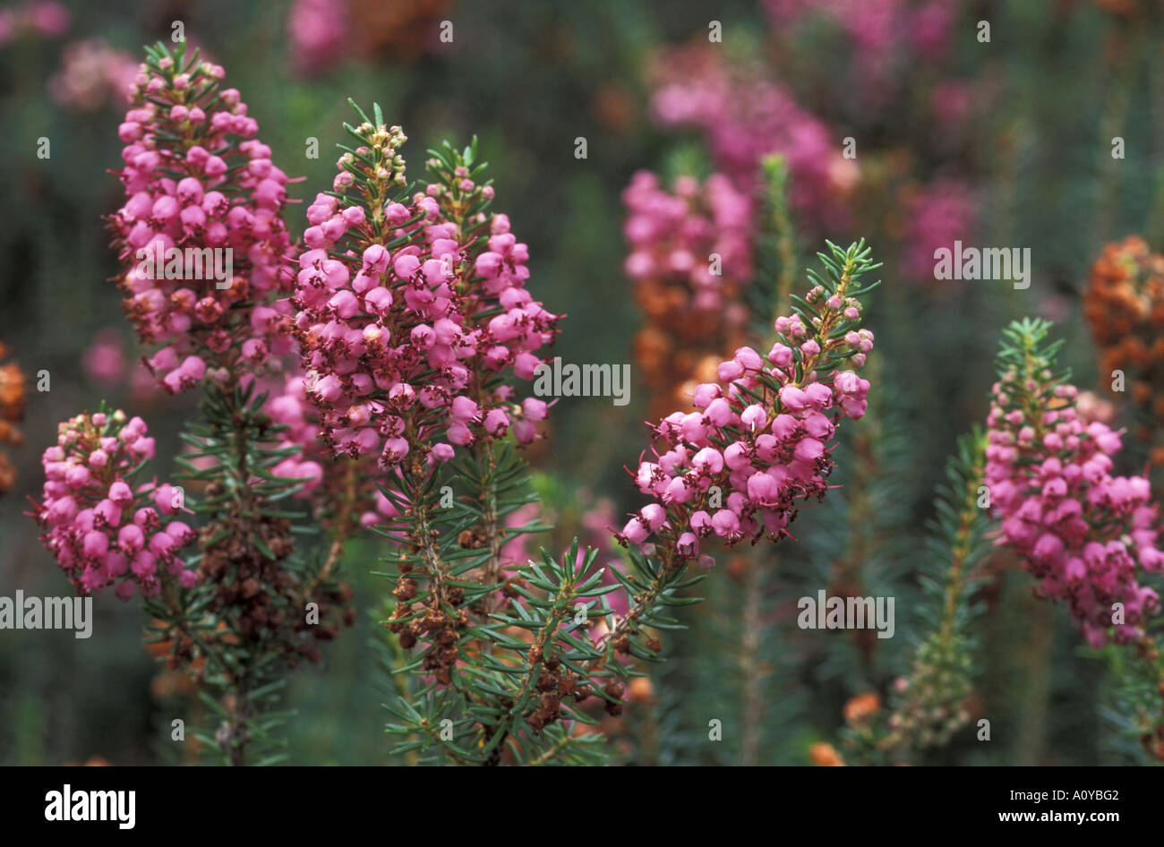 Vagans hi-res stock photography and images - Alamy