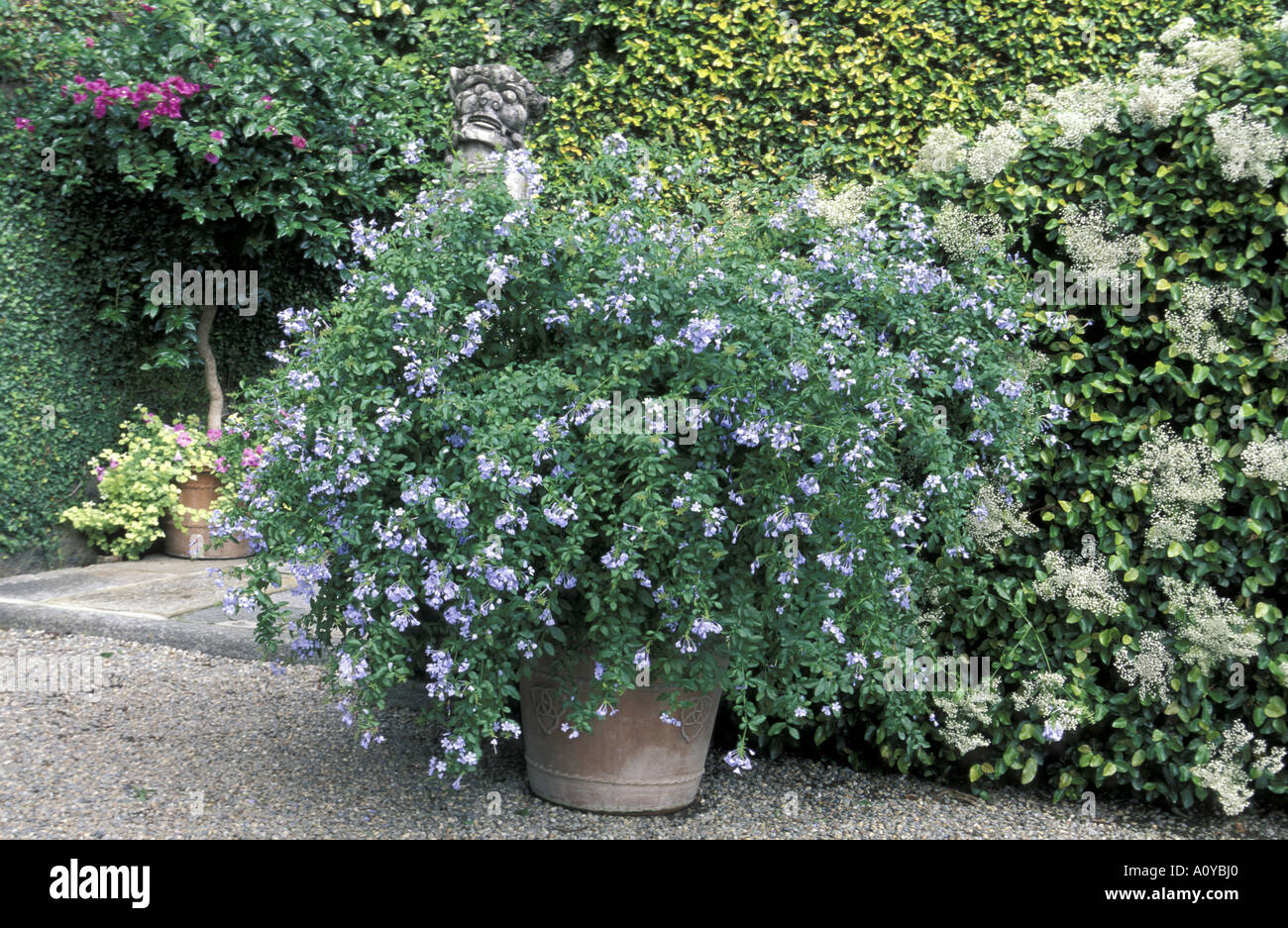 Capensis hi-res stock photography and images - Alamy