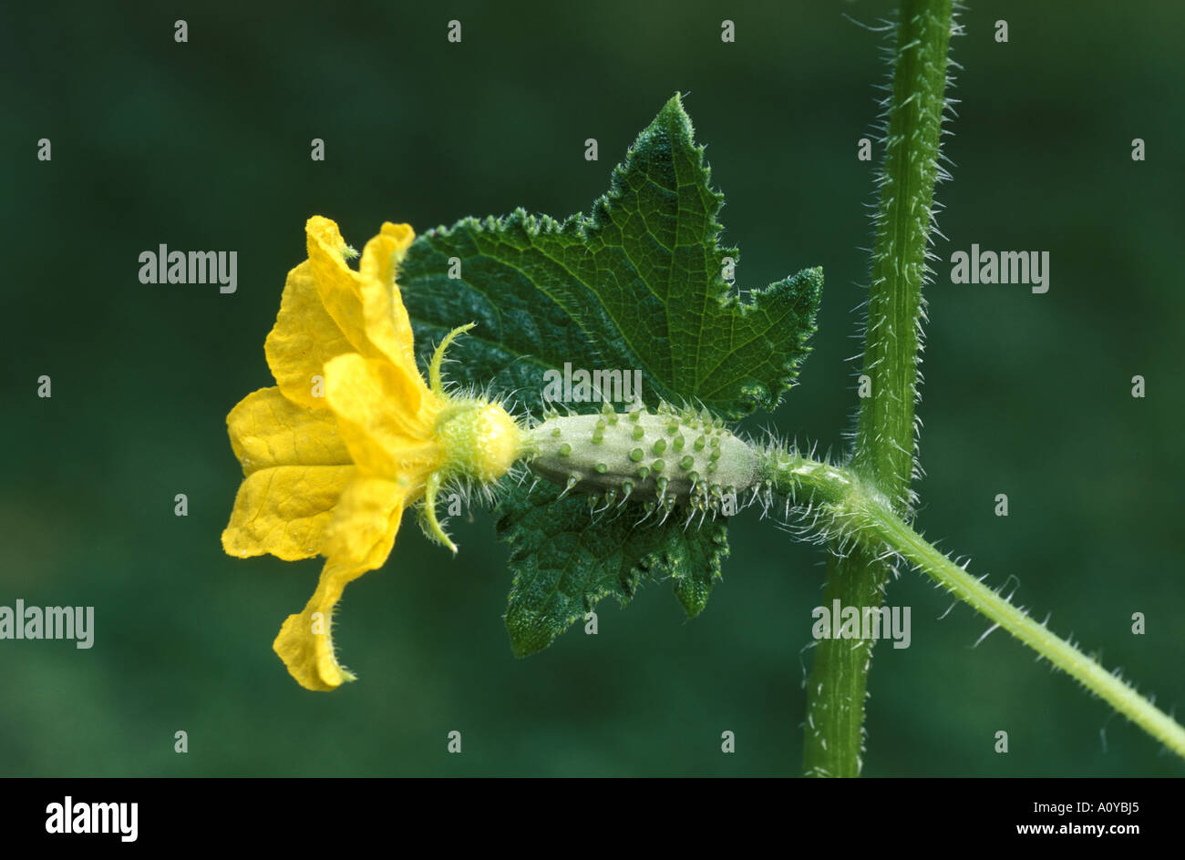 Flower Cucumis sativus Stock Photo - Alamy