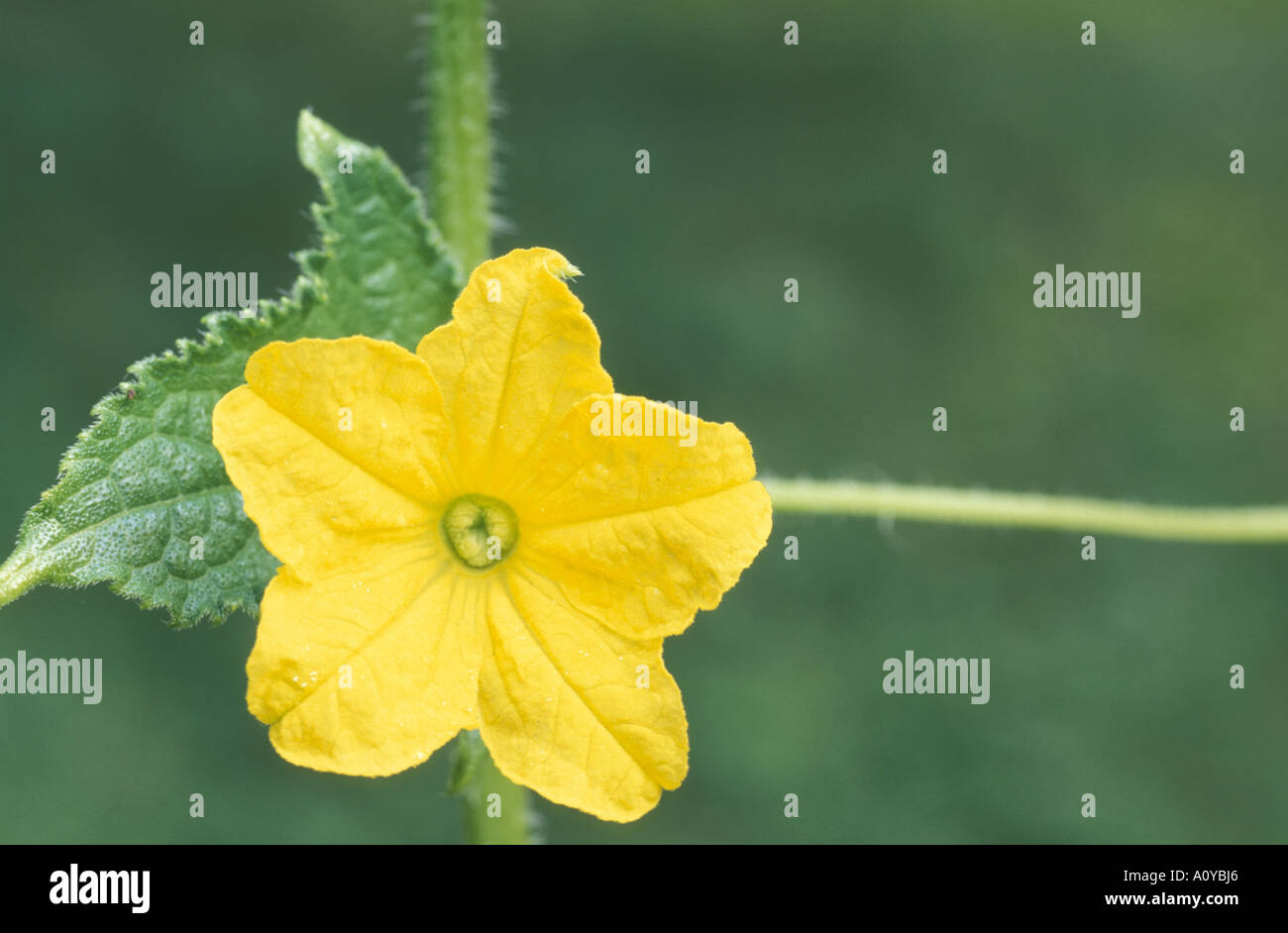 Flower Cucumis sativus Stock Photo - Alamy