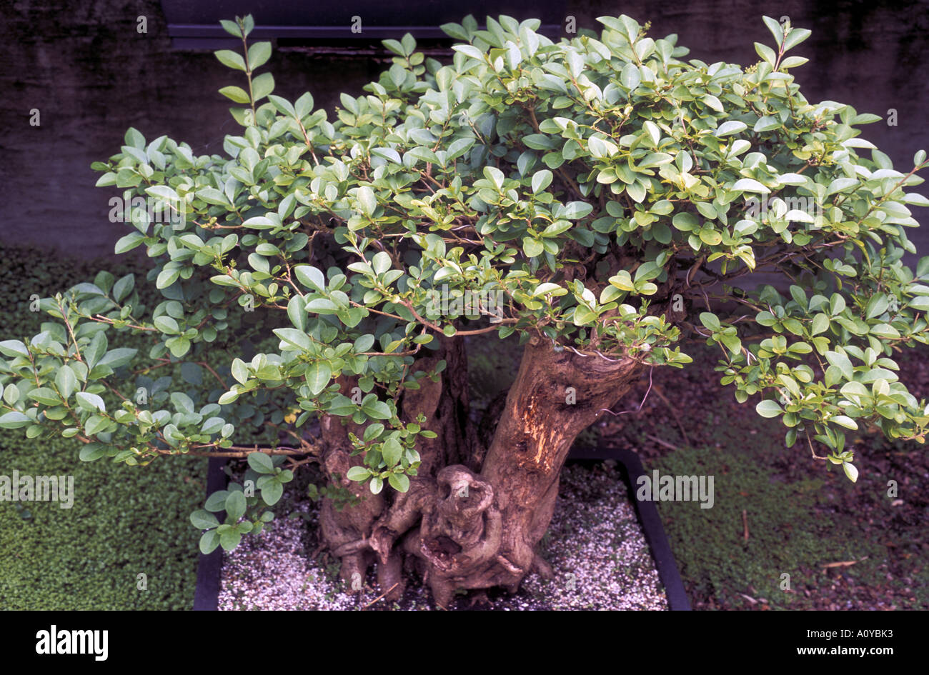 Ligustrum sp hi-res stock photography and images - Alamy