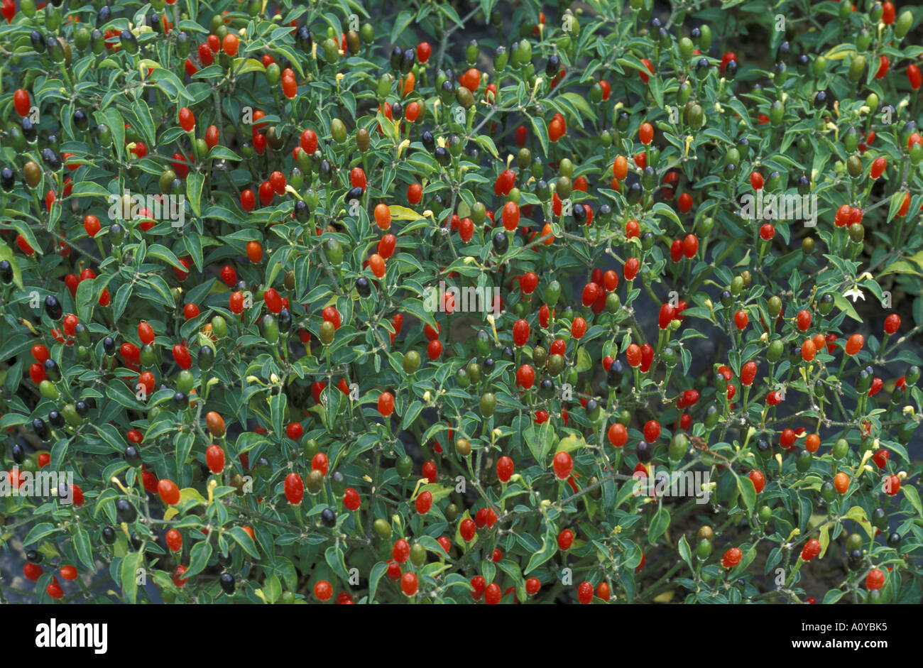 Ornamentale tree hi-res stock photography and images - Alamy