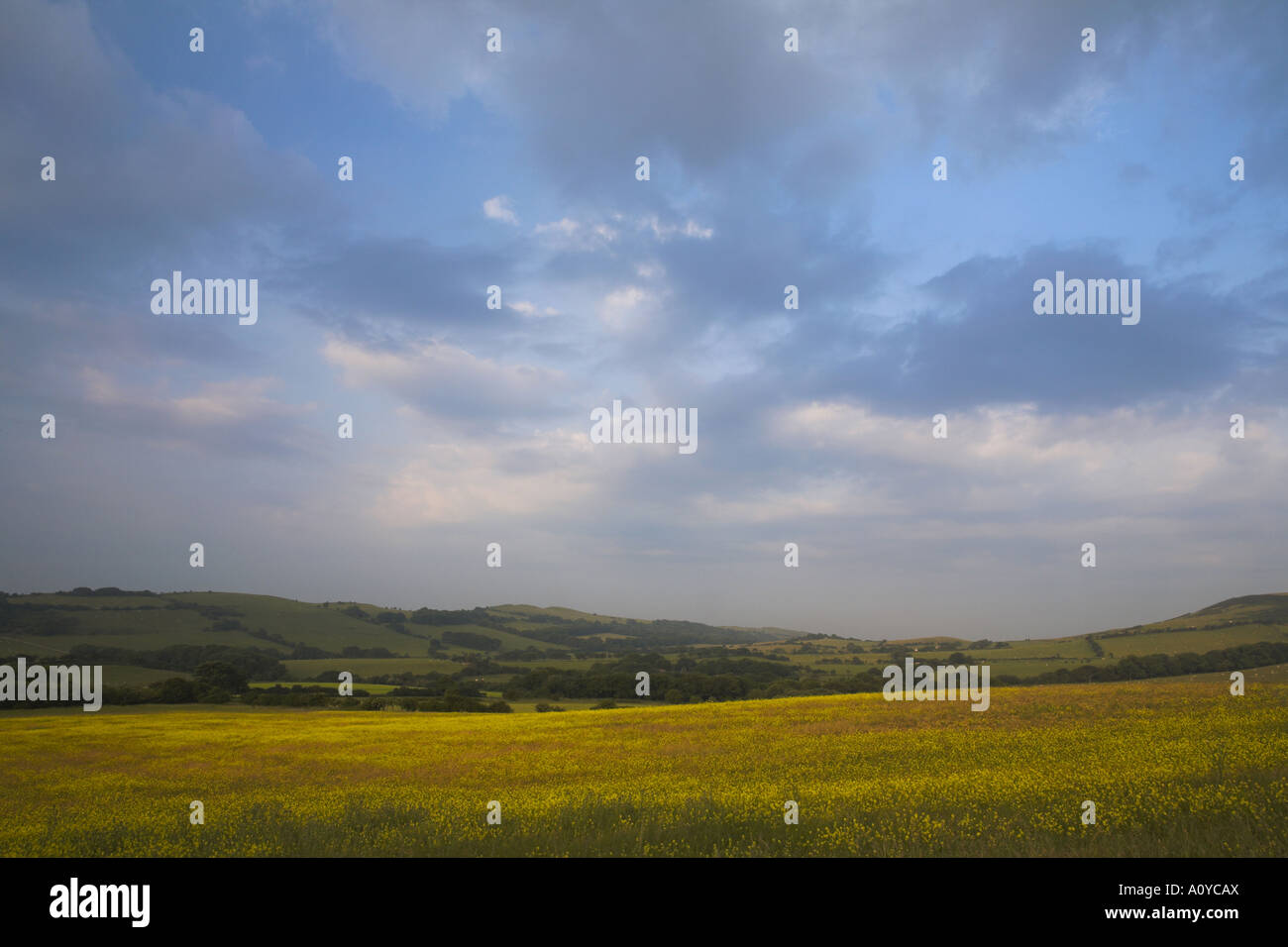 Looking across the rolling fields near Worbarrow Stock Photo - Alamy