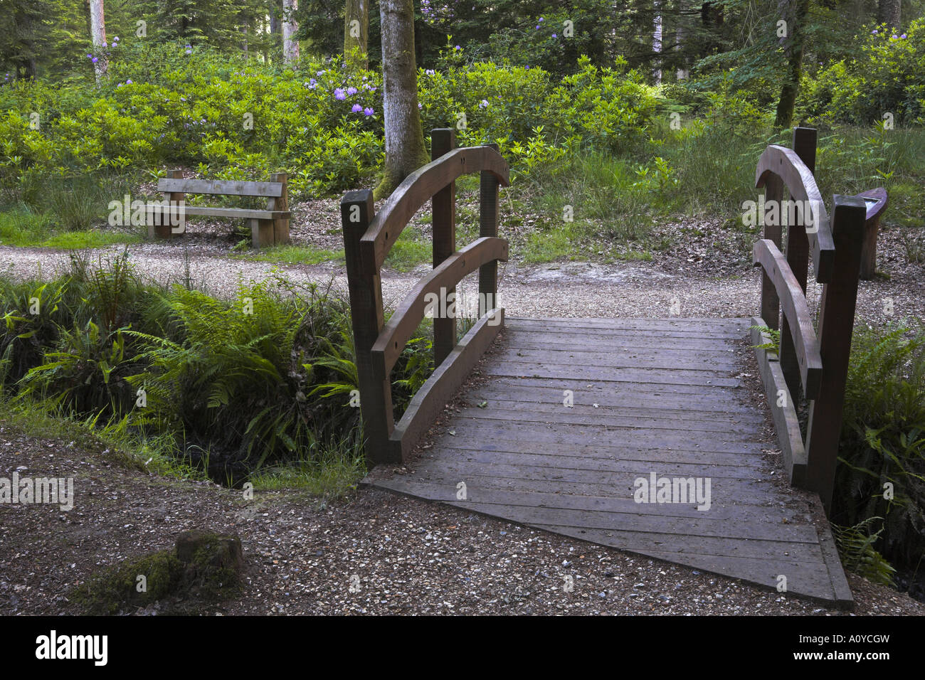 Bridge and bench on the Tall Trees Walk New Forest Stock Photo - Alamy