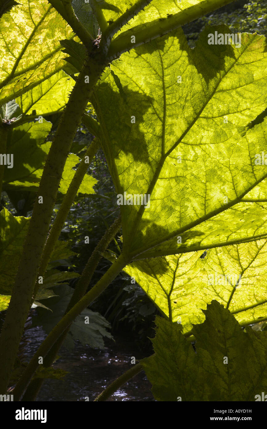Sunlight lights up the underside of Gunnera leaves Stock Photo - Alamy