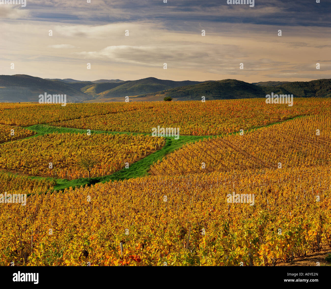 Vineyards near Lentigne Beaujolais Rhone Rhone Alpes France Europe ...