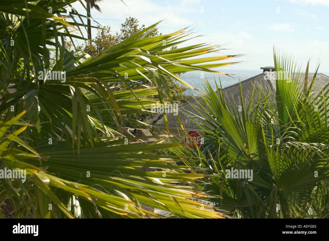 palm tree and stop sign Stock Photo - Alamy