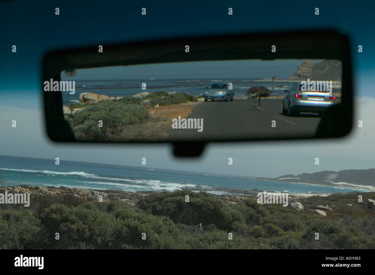 Ostrich in rearview window of car Stock Photo - Alamy