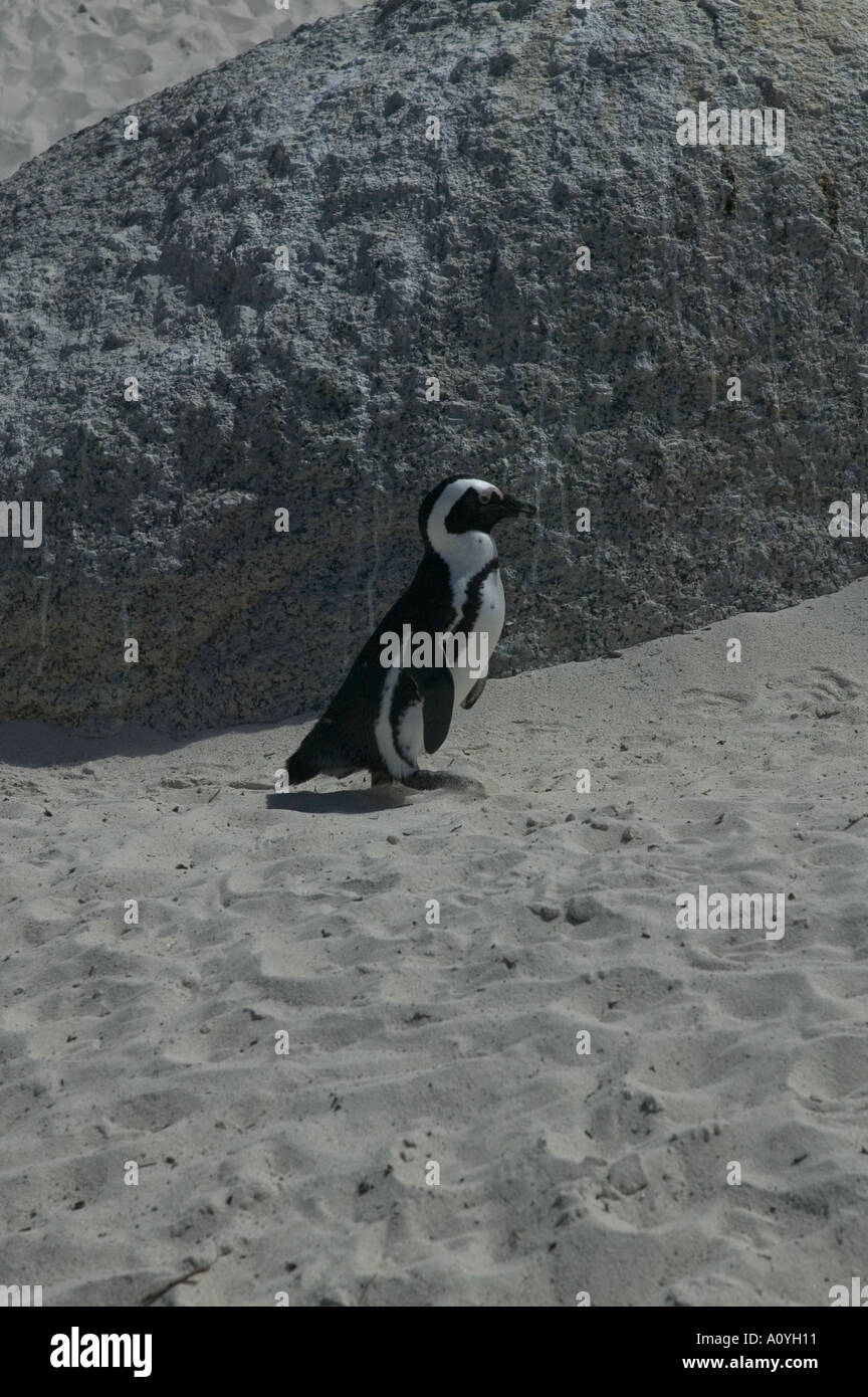 single penguin in sand Stock Photo - Alamy