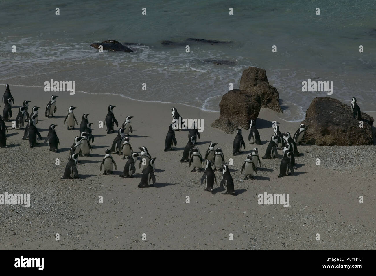 Group of penguin on beach Stock Photo - Alamy