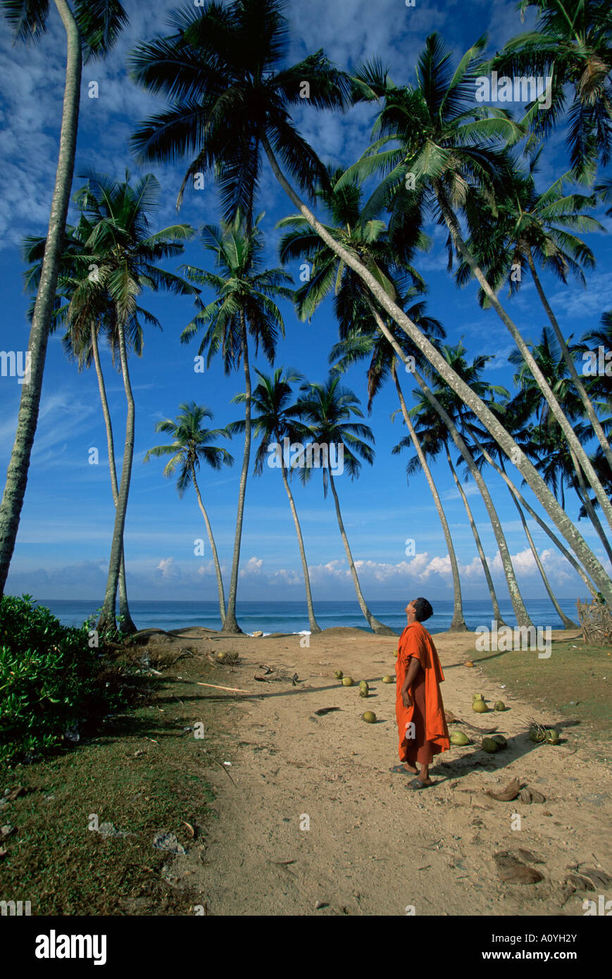 Buddhist monk looking up at palm trees between Unawatuna and Weligama ...