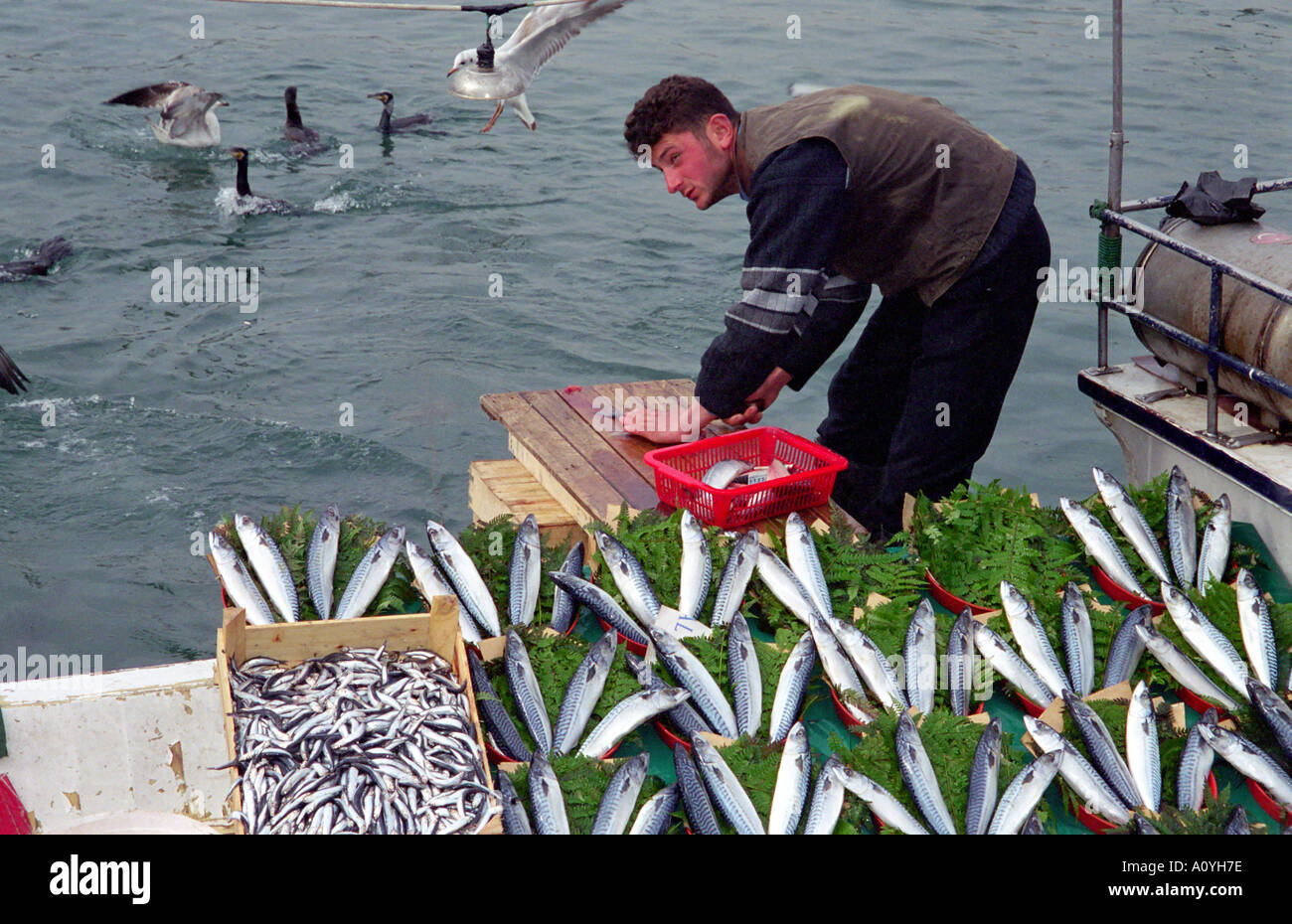 Fish Market Boat Istanbul 5 Stock Photo - Alamy