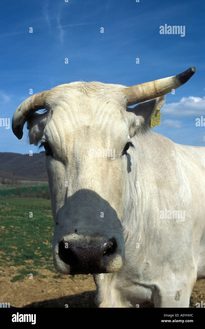 Chianina breed hi-res stock photography and images - Alamy