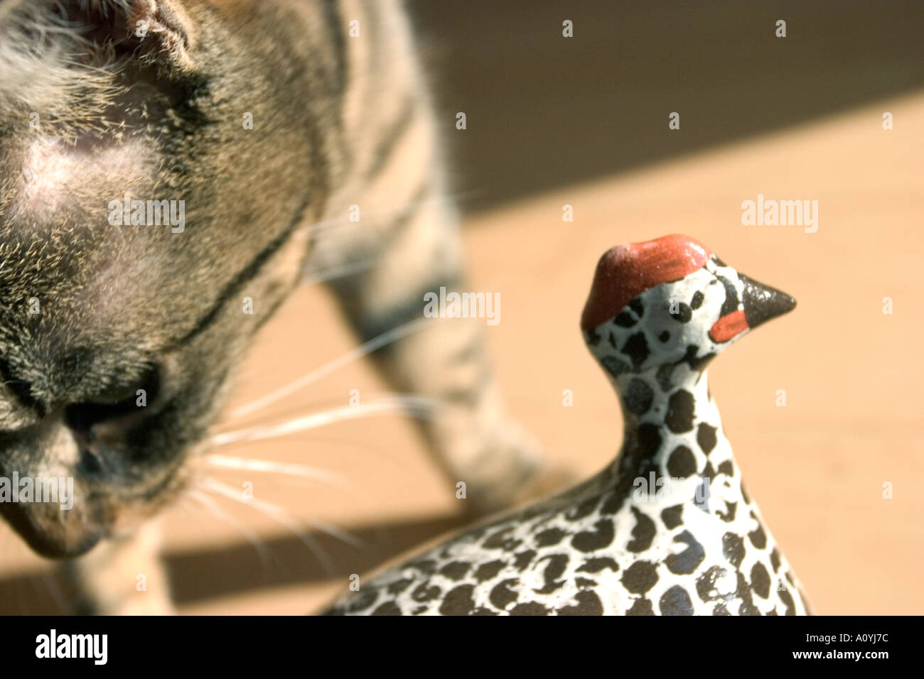 chicken and cat Stock Photo - Alamy