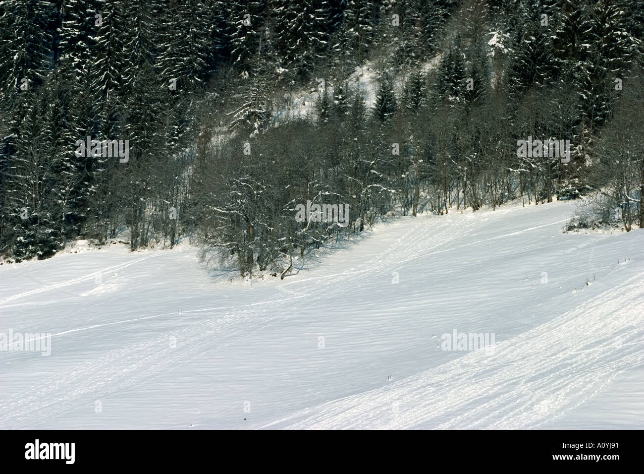 forest in alps france Stock Photo - Alamy