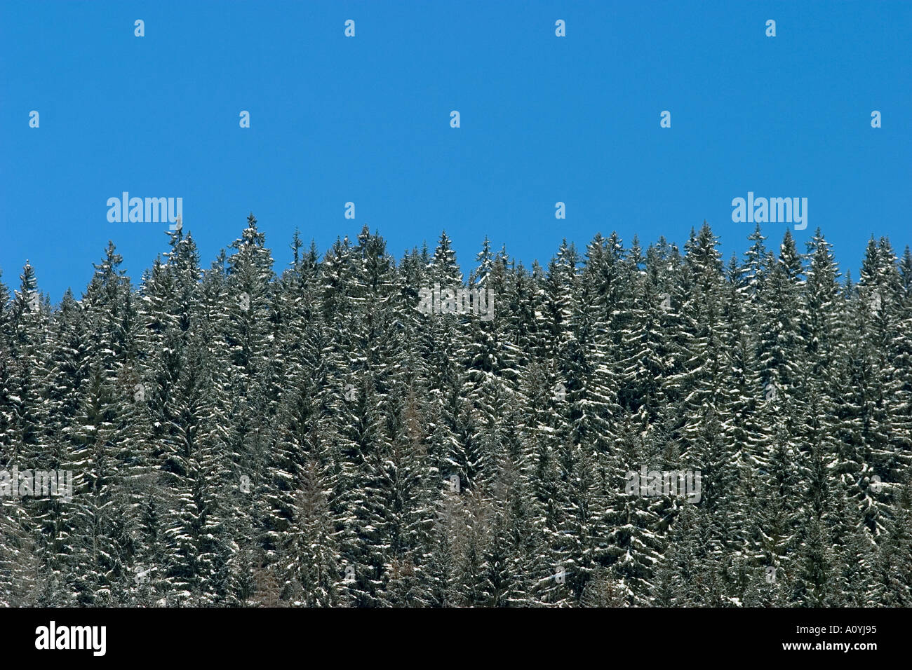forest in alps france Stock Photo - Alamy