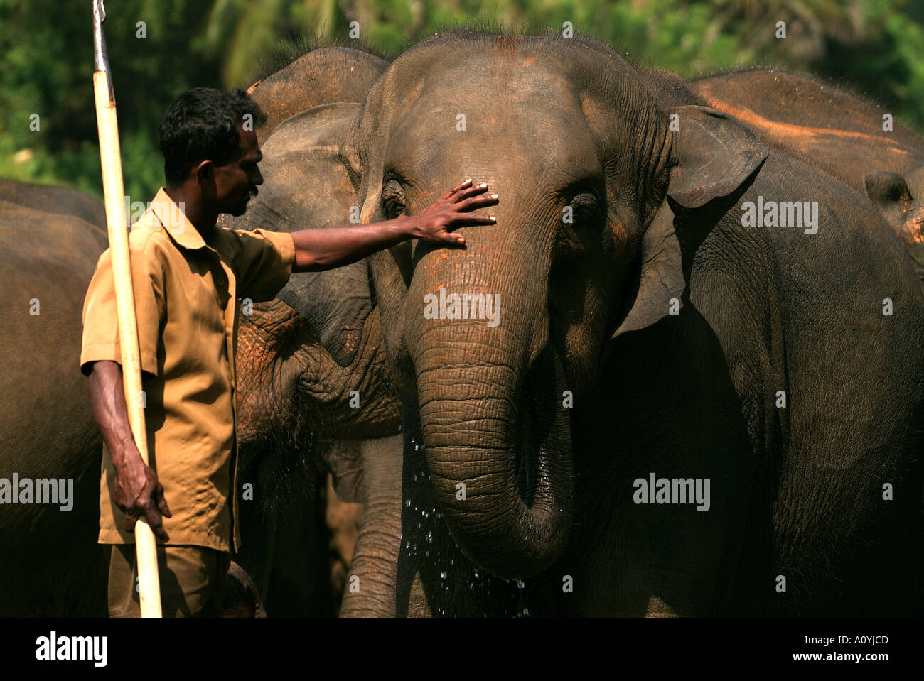 The Elephant Connection Stock Photo - Alamy