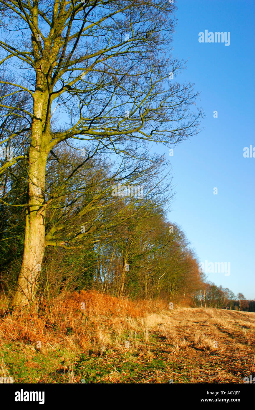 Baggeridge Country Park Map