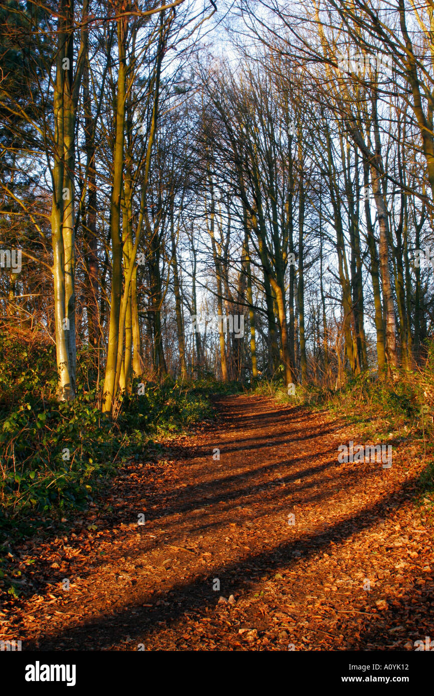 Baggeridge country park hi-res stock photography and images - Alamy