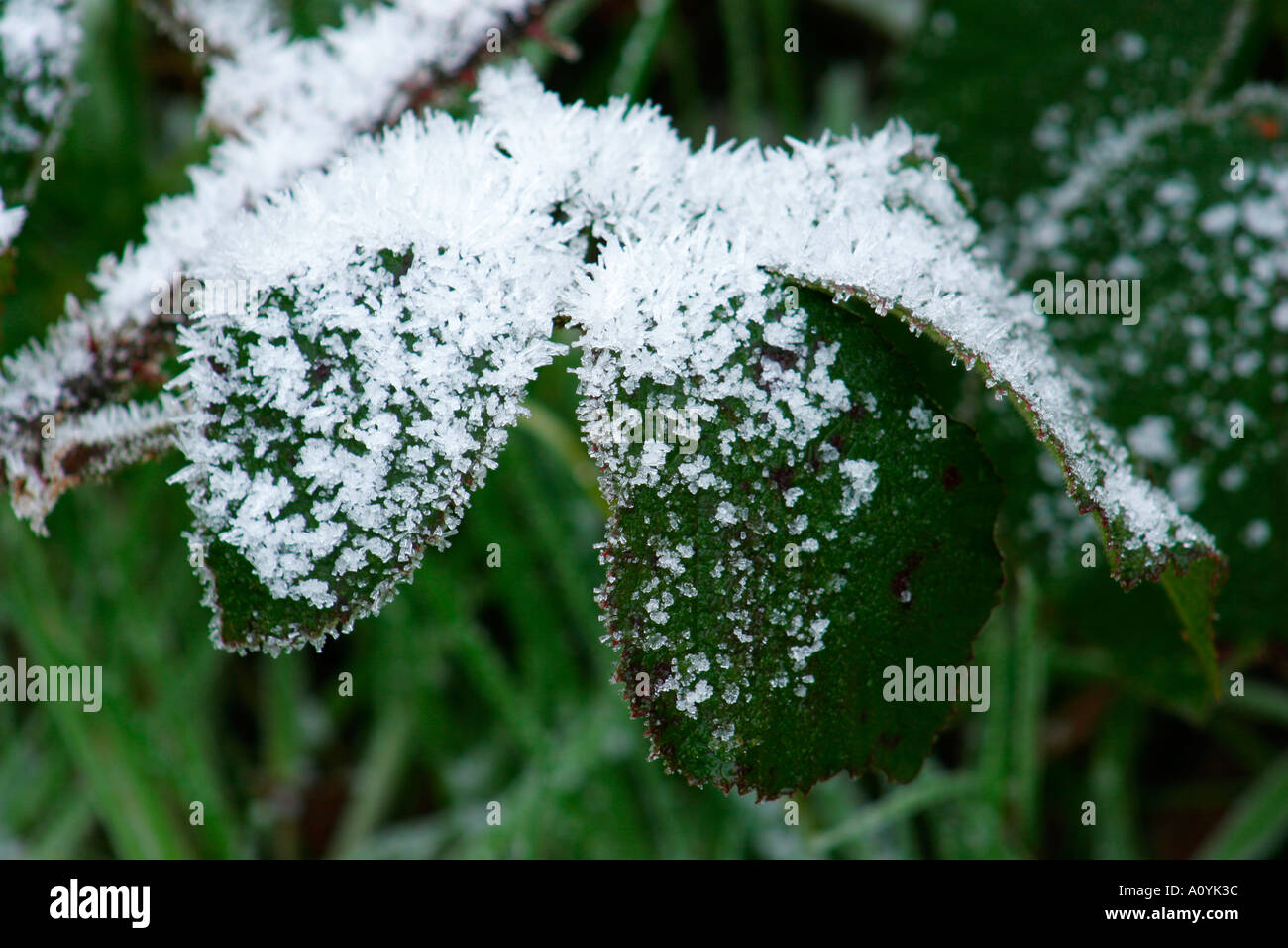 Highgate common hi-res stock photography and images - Alamy