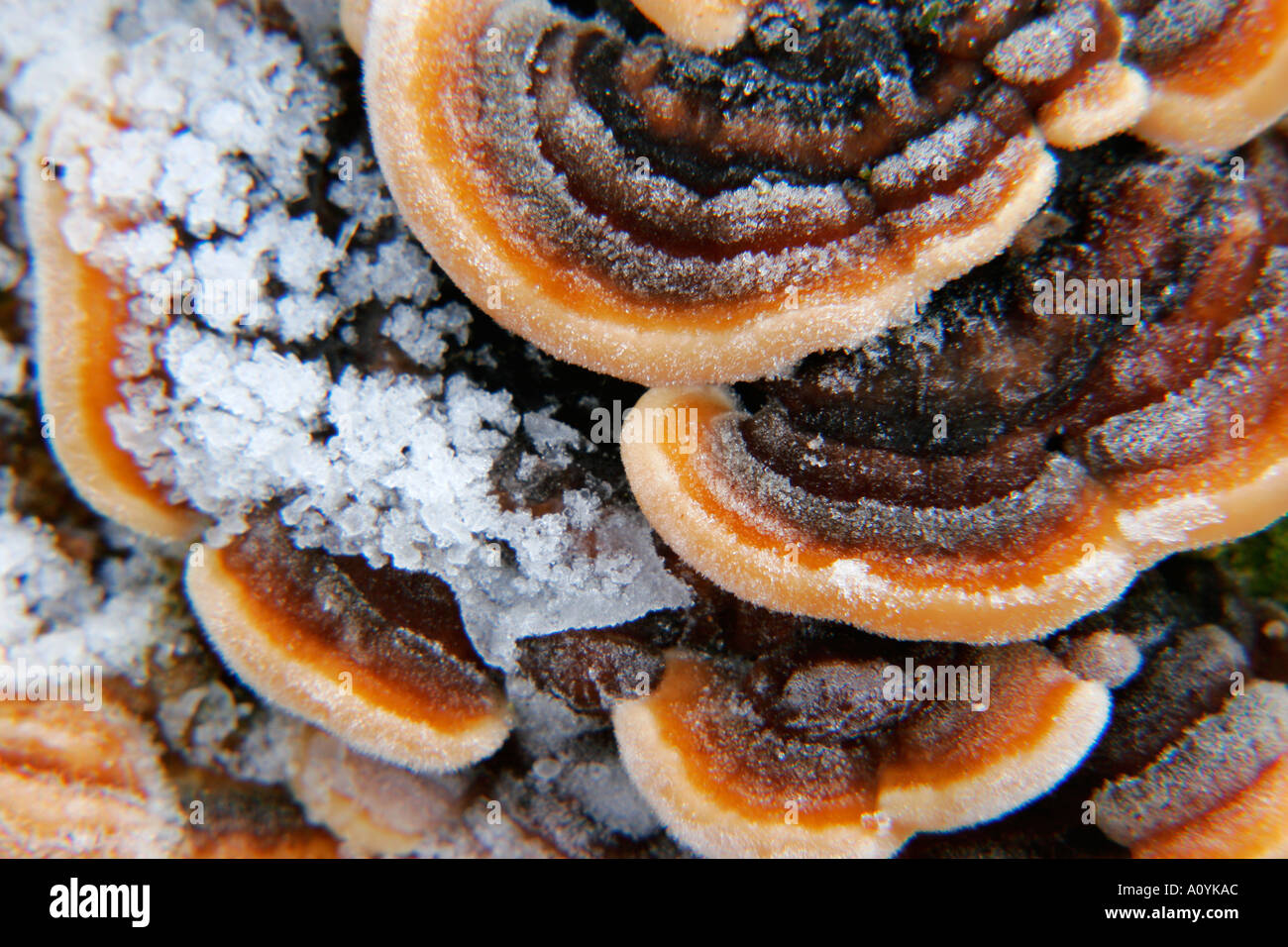 England, West Midlands, Highgate Common. Close up view of Ice and Many ...