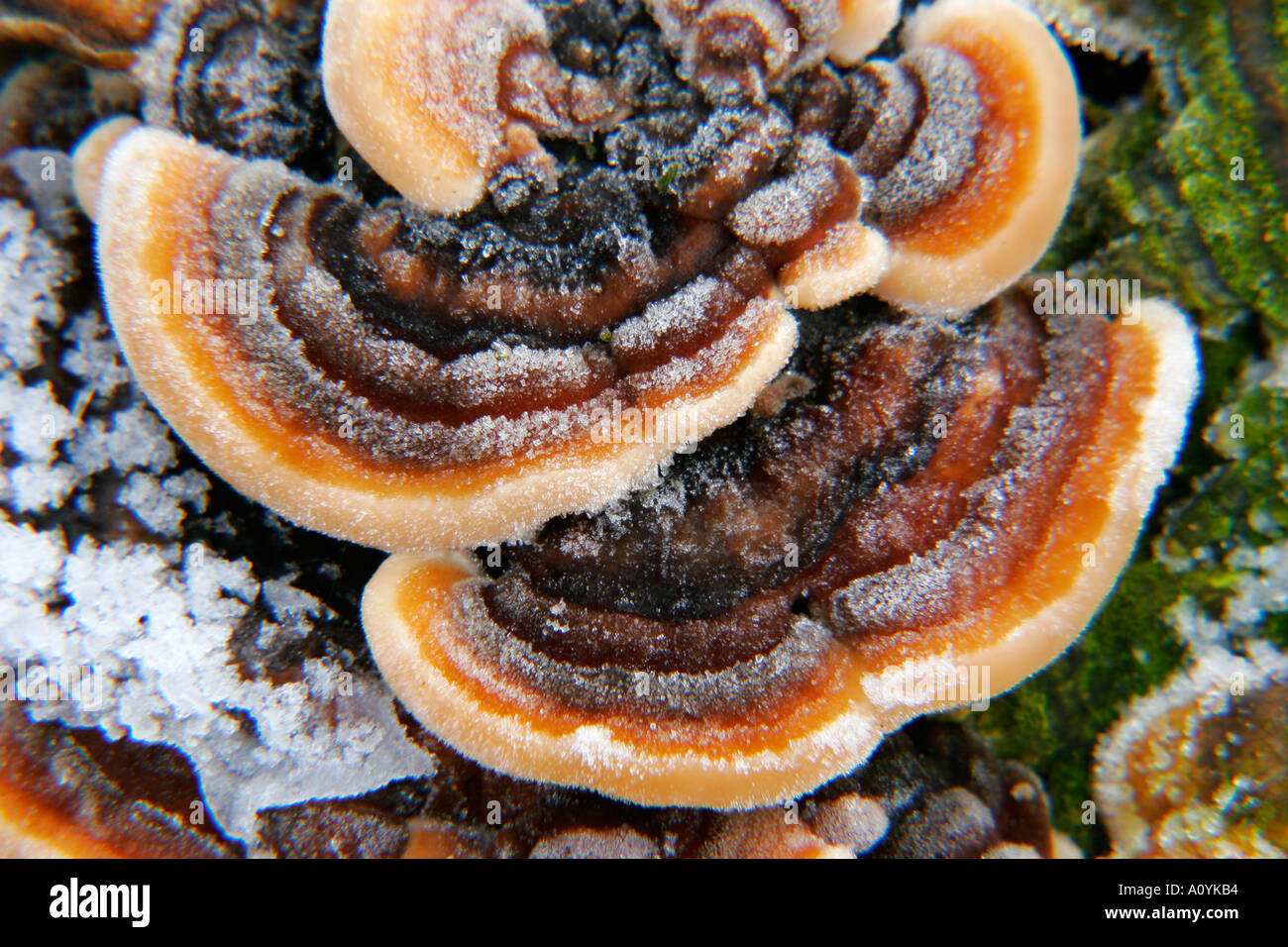 England, West Midlands, Highgate Common. Close up view of Ice and Many ...