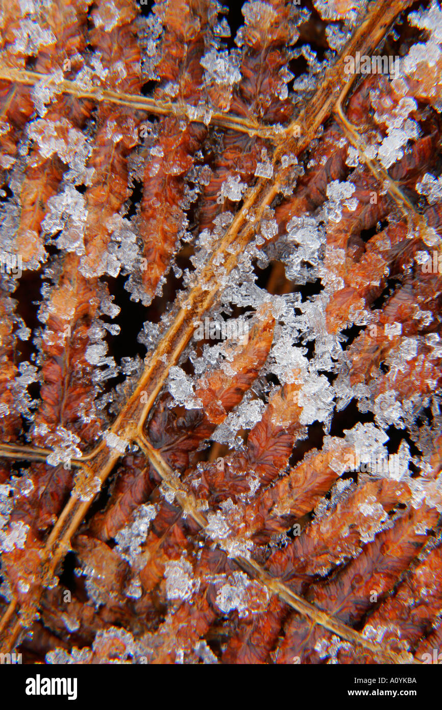 Highgate common hi-res stock photography and images - Alamy