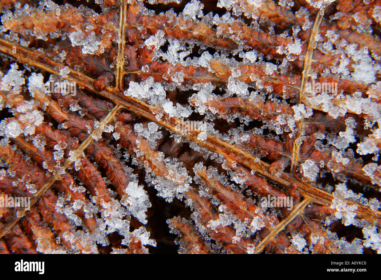 Highgate common hi-res stock photography and images - Alamy