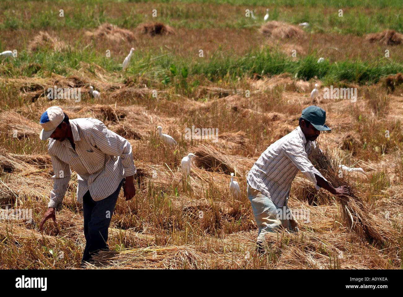 Threshing wheat by hand hi-res stock photography and images - Alamy