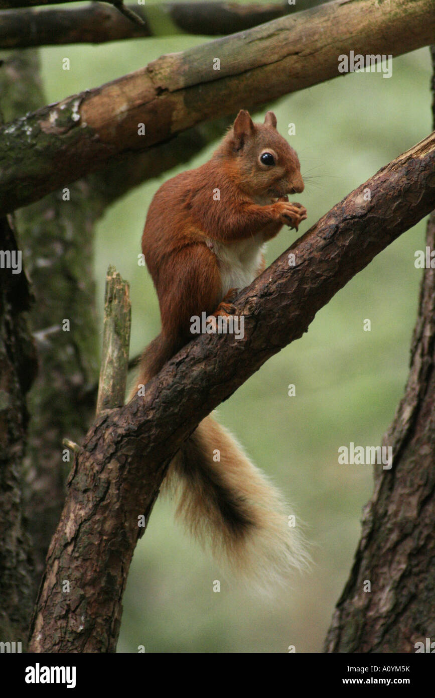 Red squirrel Boat of Garten Stock Photo - Alamy