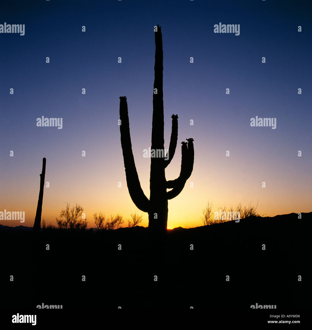 Huge cactus in saguaro national park hi-res stock photography and ...