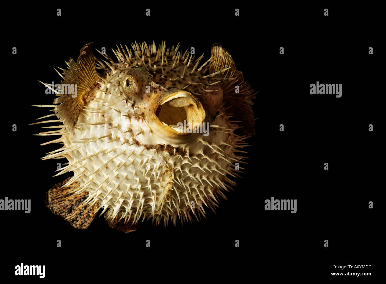 Puffer Fish Facts Poison