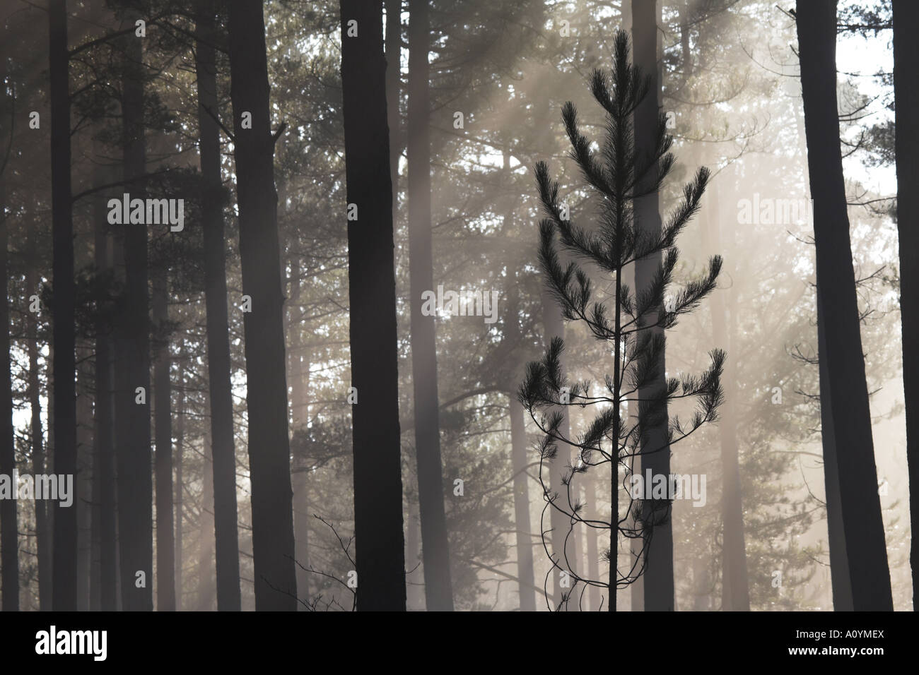 A young tree grows in a Scots pine plantation near Burley Stock Photo ...