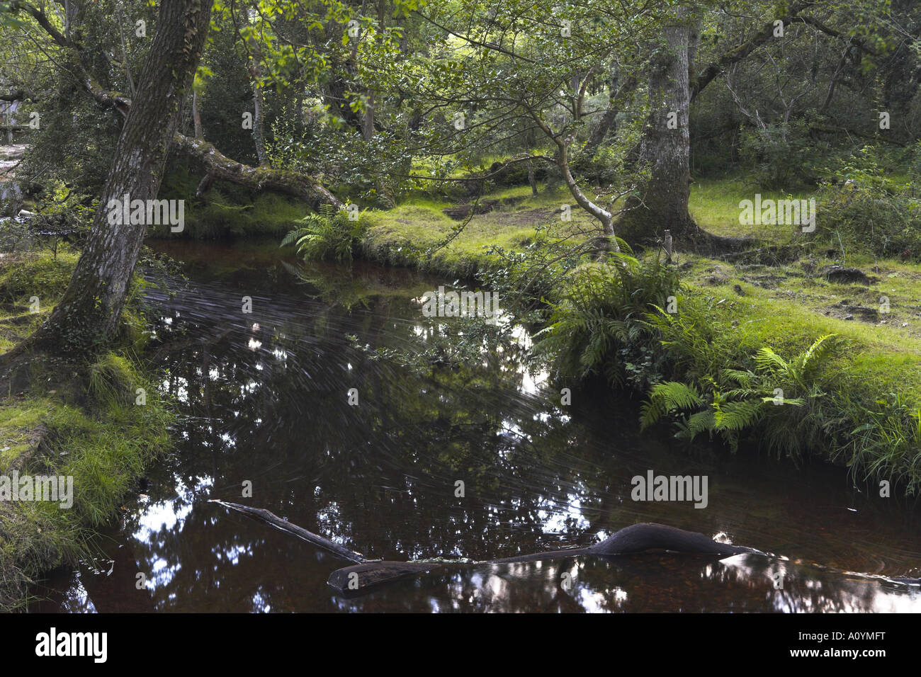 Ober Water meanders through the Oak trees at Puttles Bridge Stock Photo ...