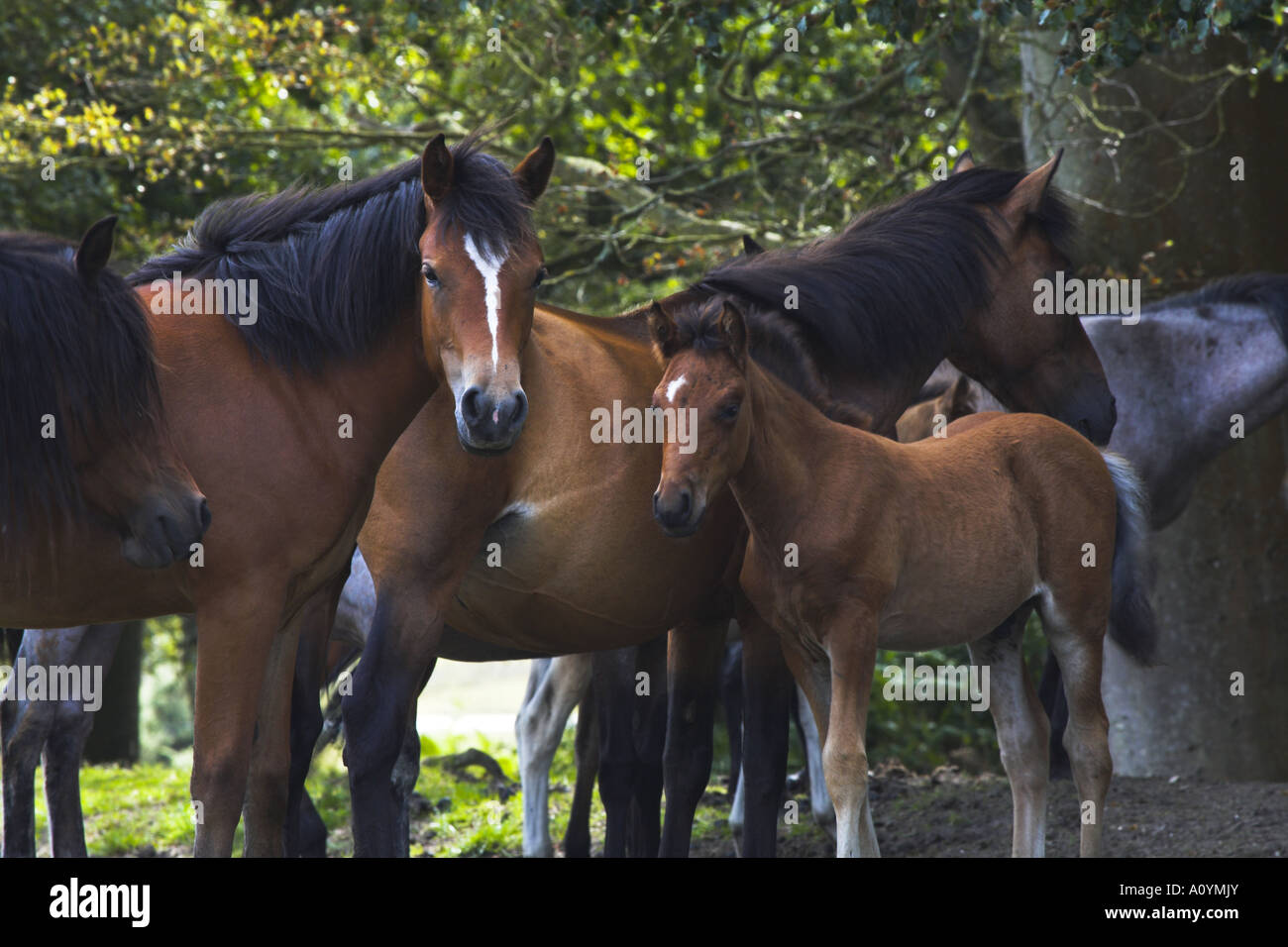 Ponies under trees hi-res stock photography and images - Alamy