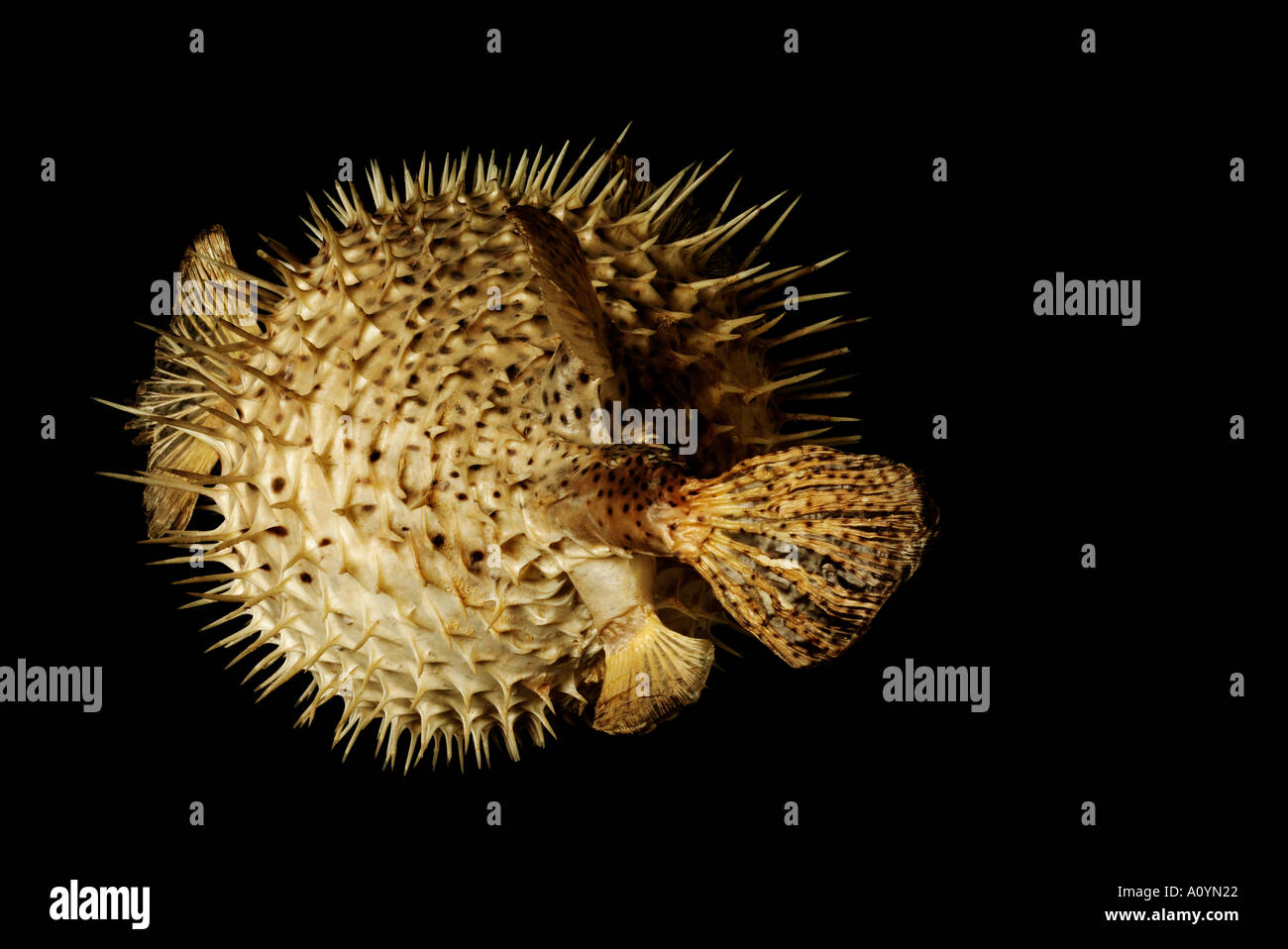 Spikey fish hi-res stock photography and images - Alamy