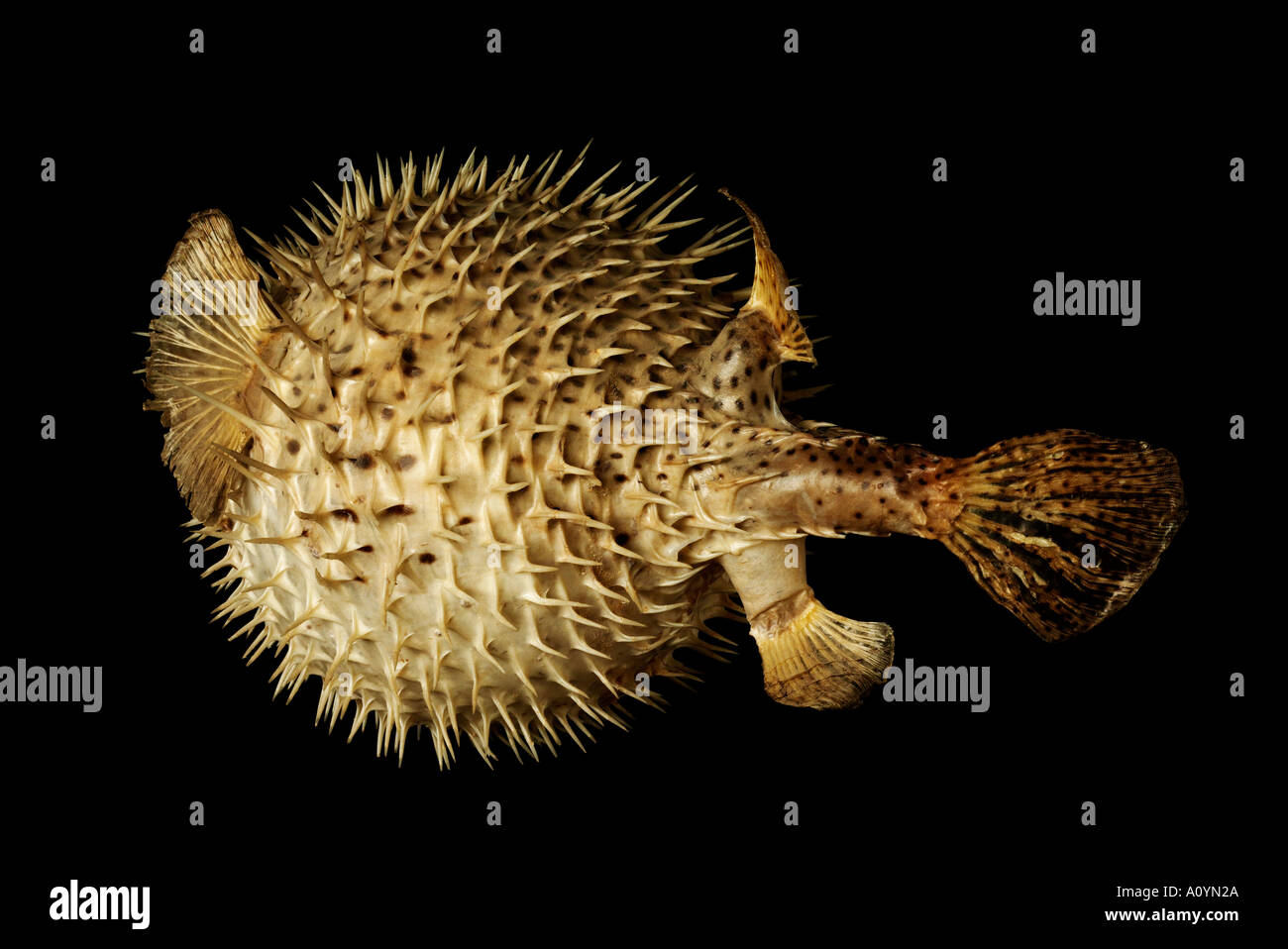 Prickly fish hi-res stock photography and images - Alamy