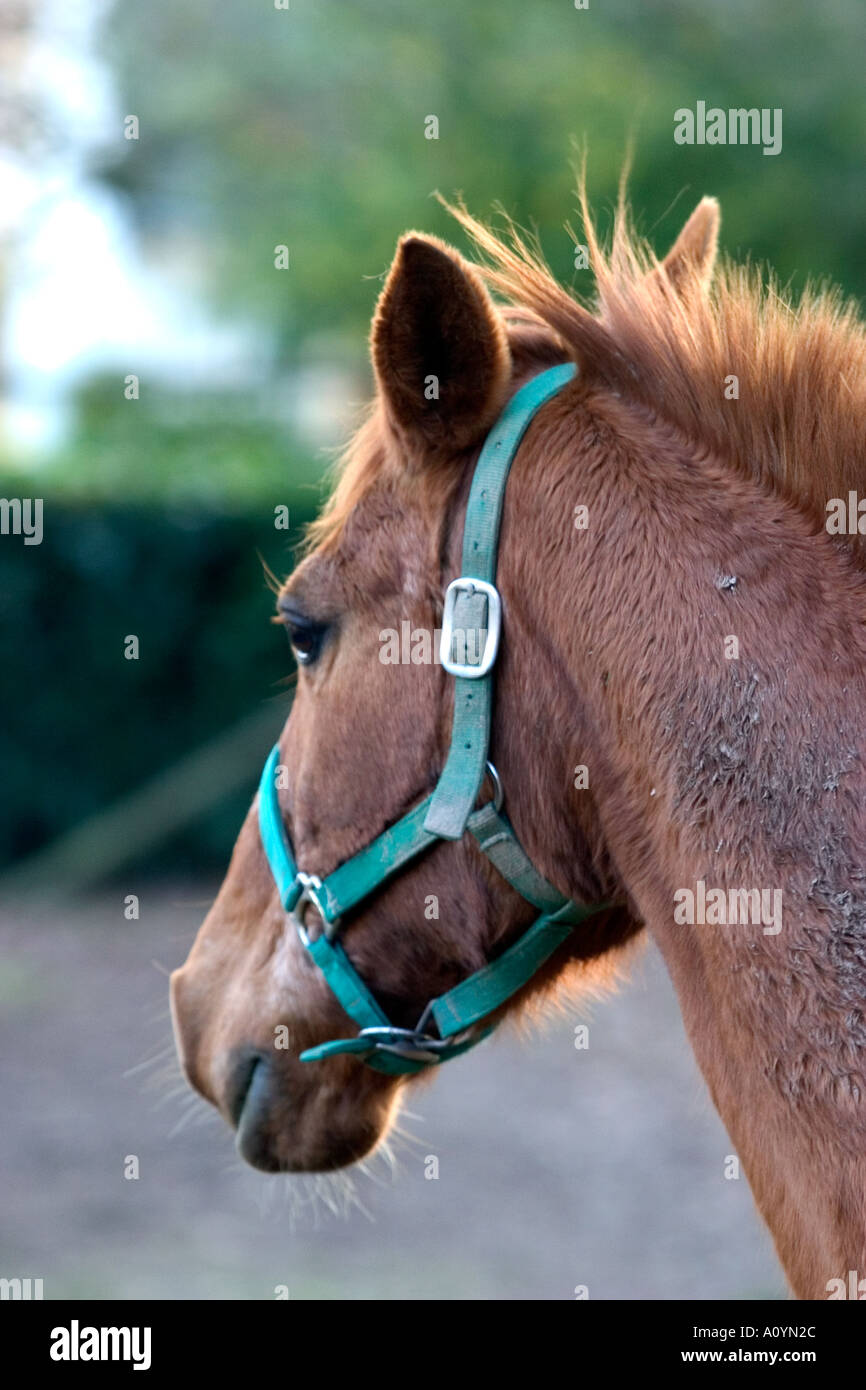 Rude horse hi-res stock photography and images - Alamy