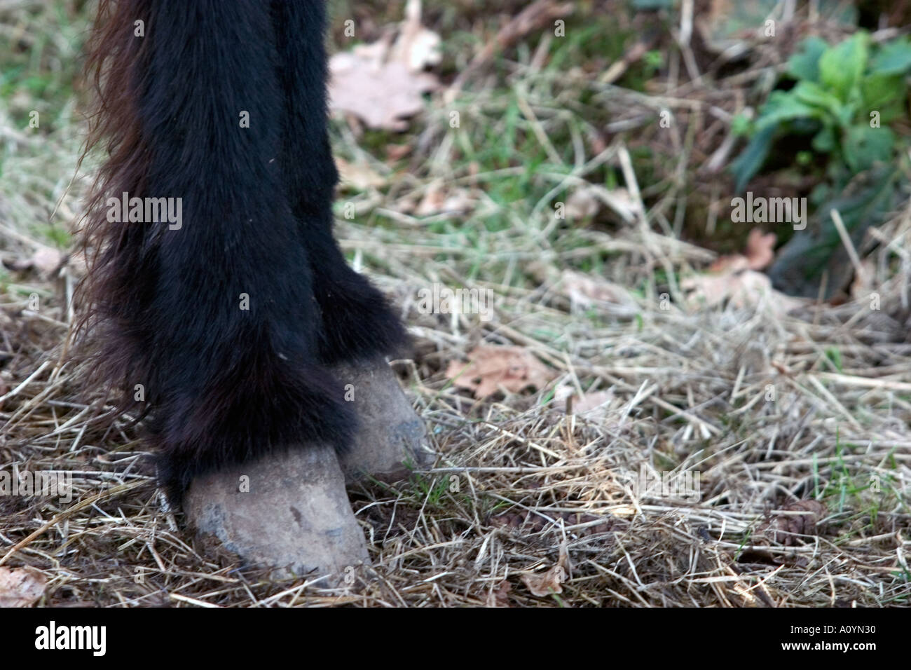 Horse leg hoofs hi-res stock photography and images - Alamy