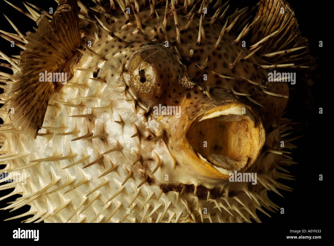 Spikey fish hi-res stock photography and images - Alamy