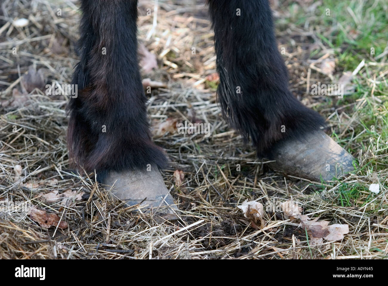donkey hoofs Stock Photo - Alamy