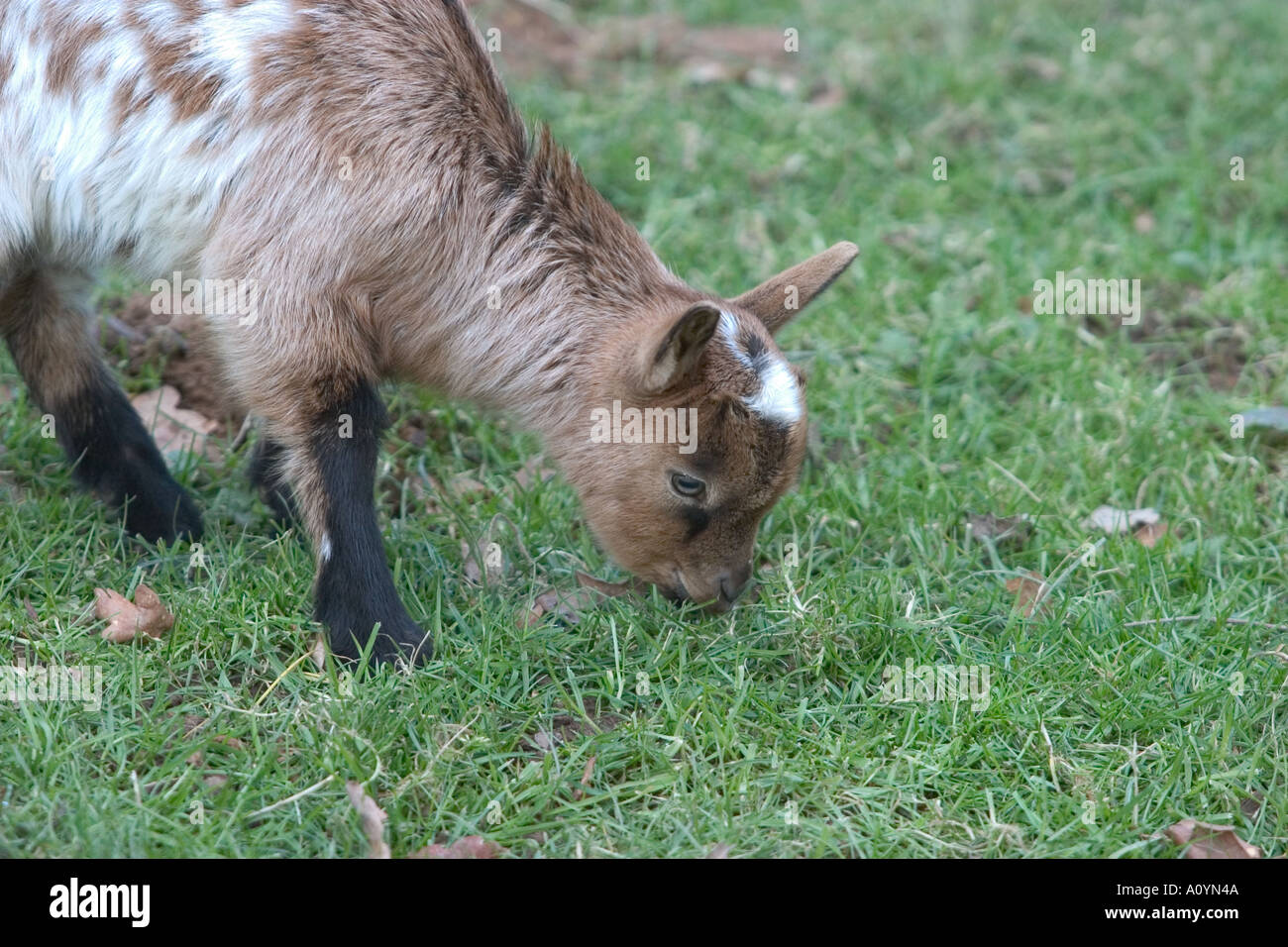 ewe eating grass Stock Photo - Alamy