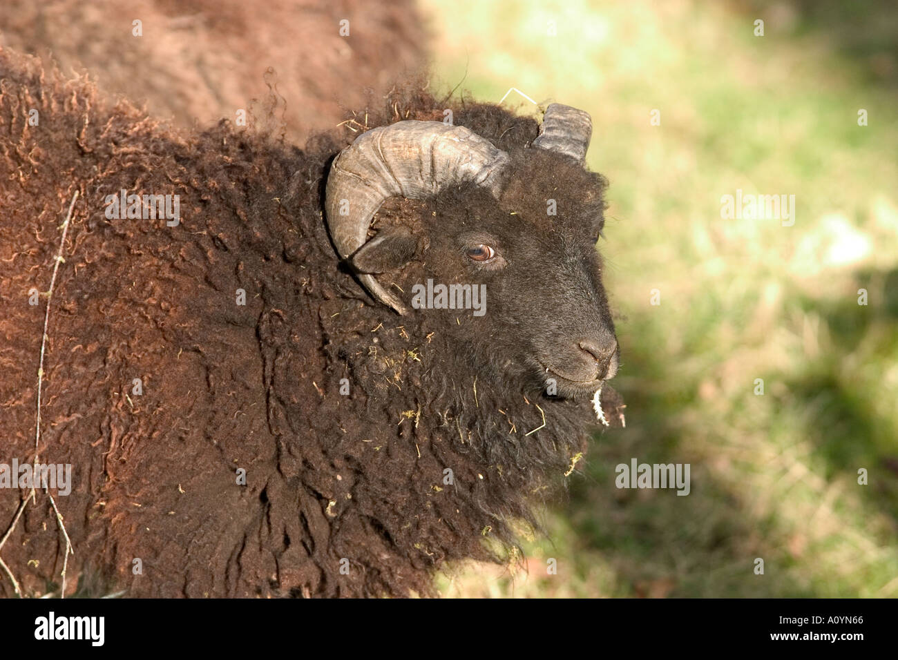ram head details Stock Photo - Alamy